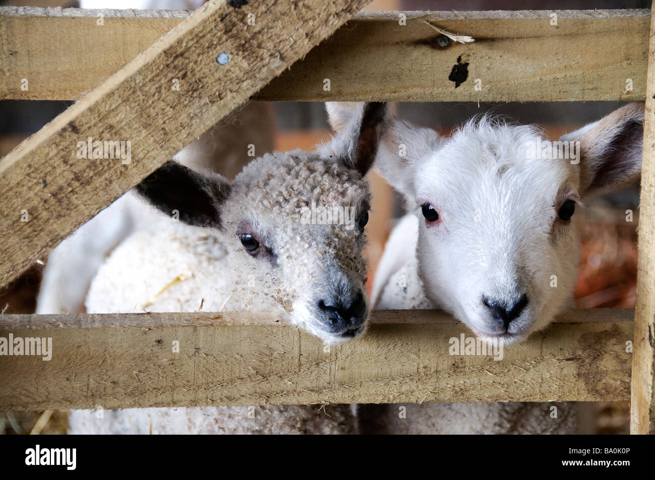 two curious looking orphan lambs in the warming pen at West End Farm ...