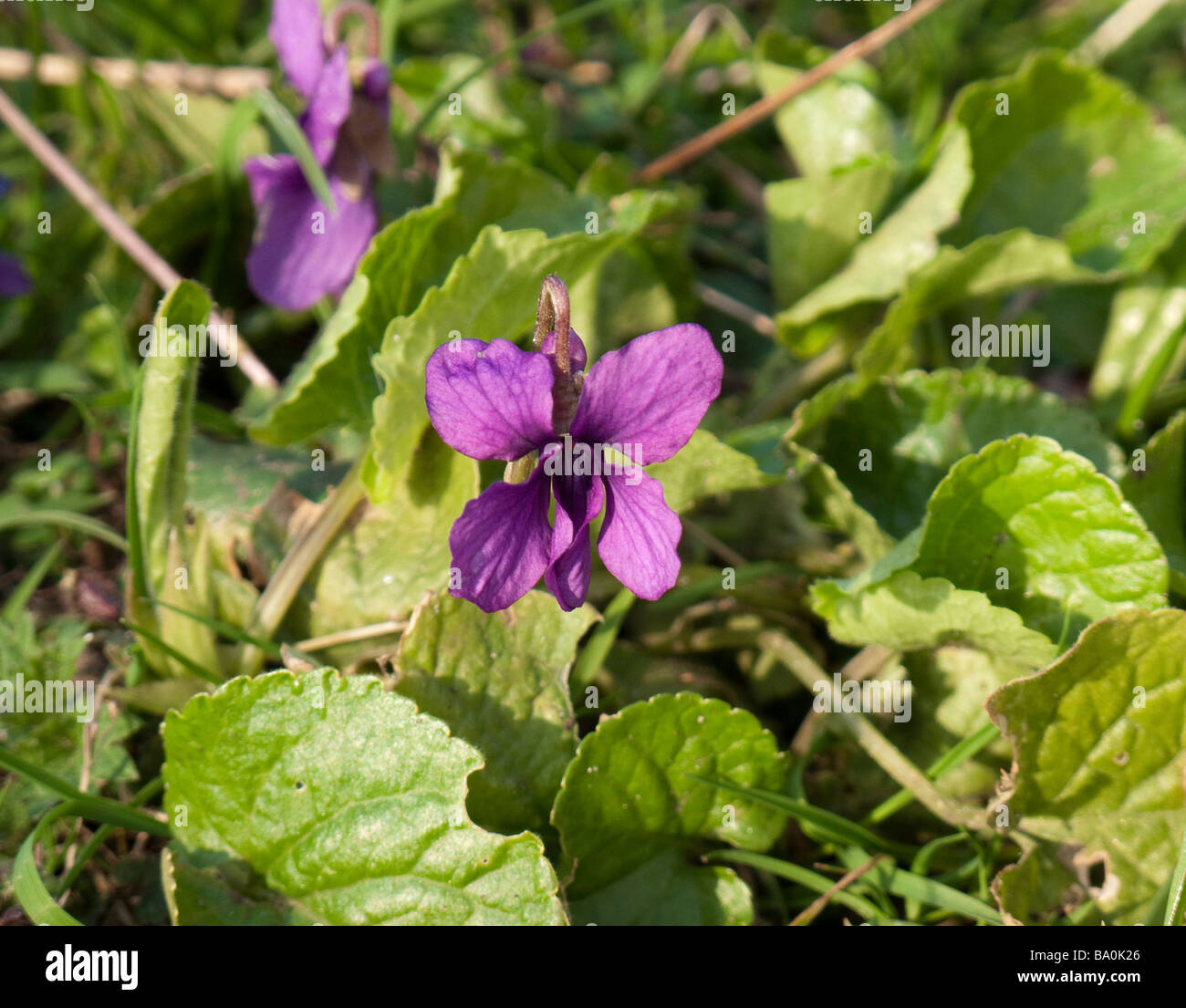 A purple wild sweet violet Viola odorata flower in grass Stock Photo ...