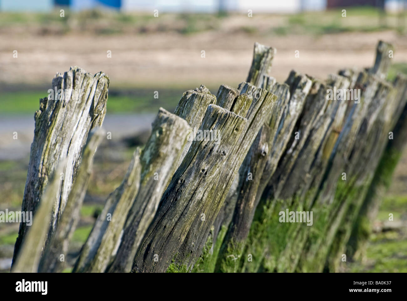weathered wooden posts on shoreline calshot spit,limited depth of field ...