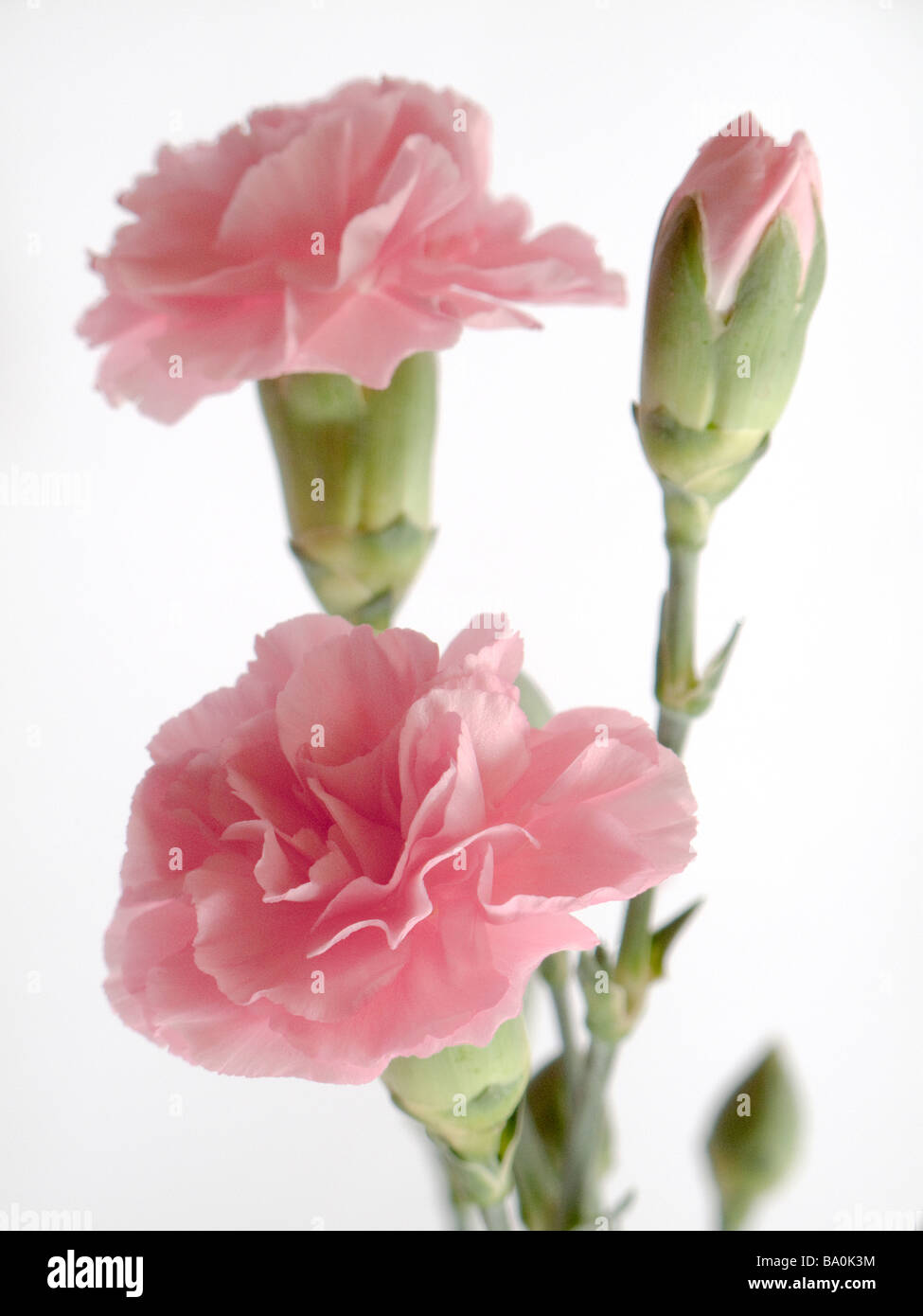 Soft focus closeup view of pink carnation flowers and green bud Stock ...