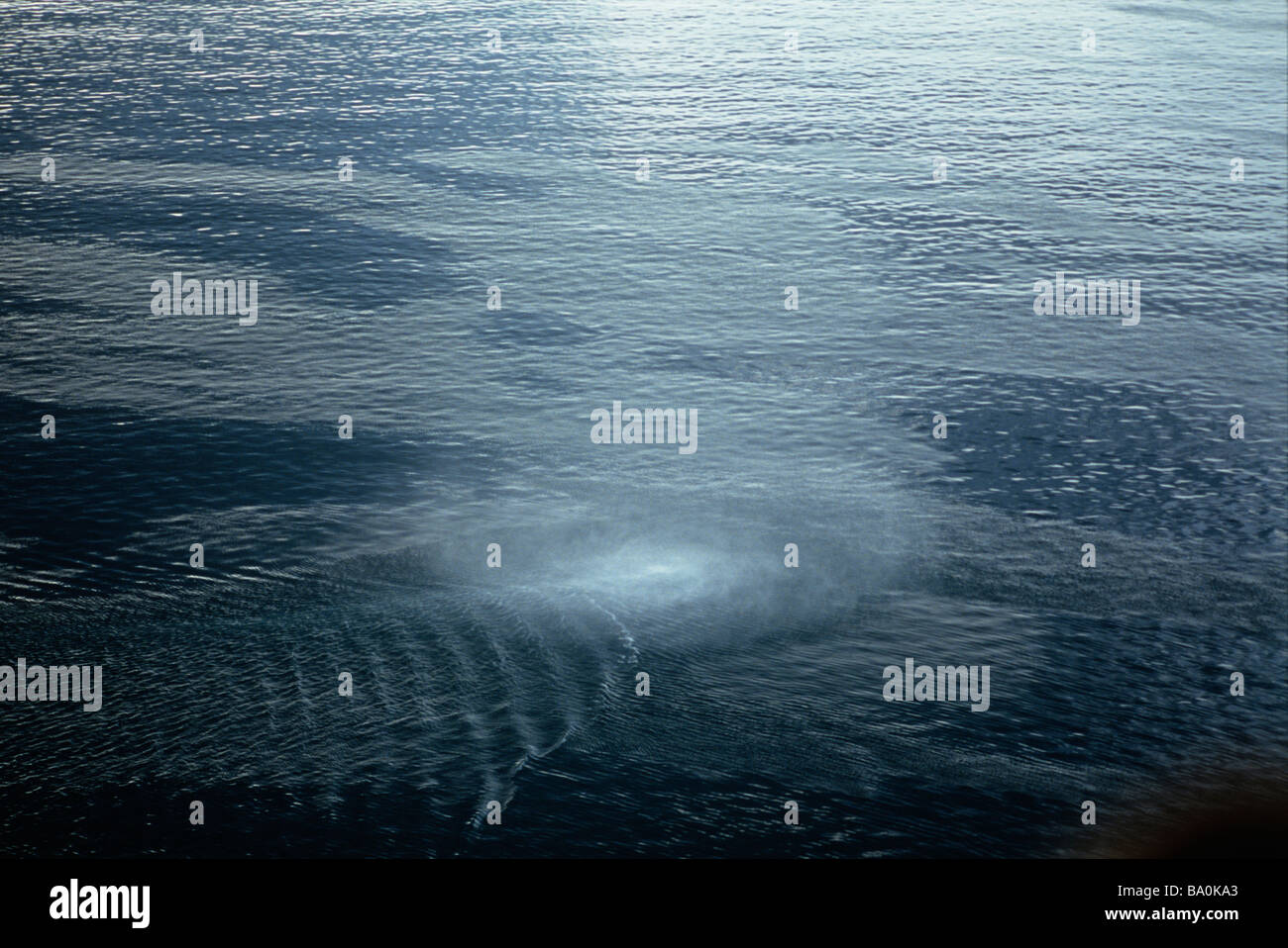 The vortex of a waterspout seen from a NOAA helicopter over Florida Bay ...