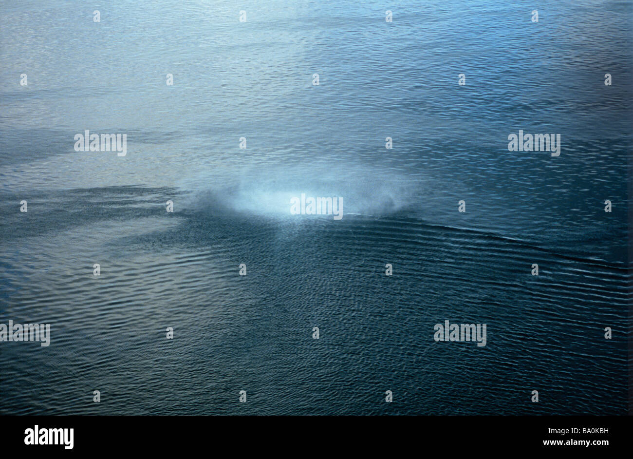The vortex of a waterspout seen from a NOAA helicopter over Florida Bay ...