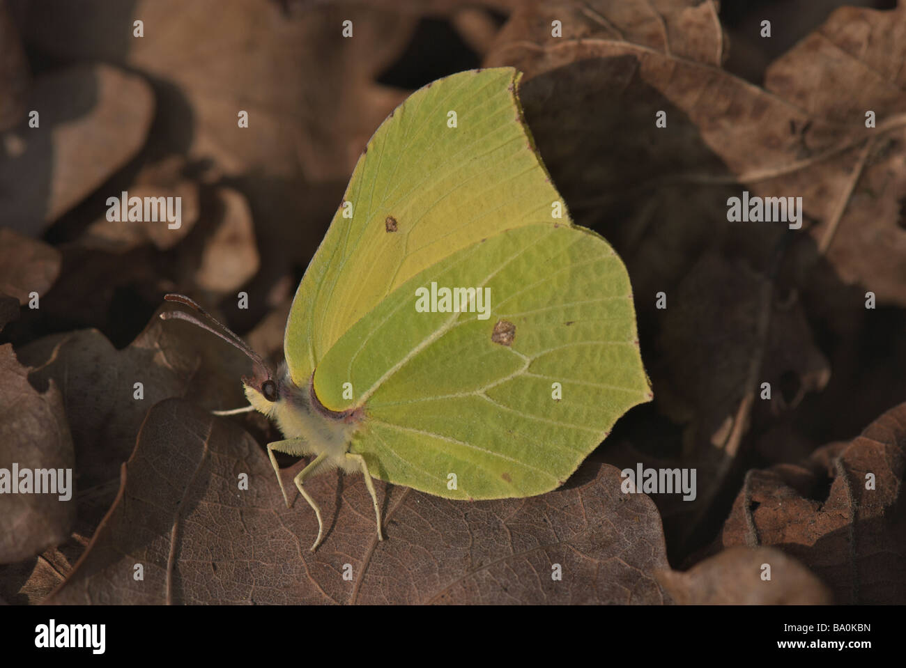 Yellow butterfly brimstone sulphur hi-res stock photography and images ...