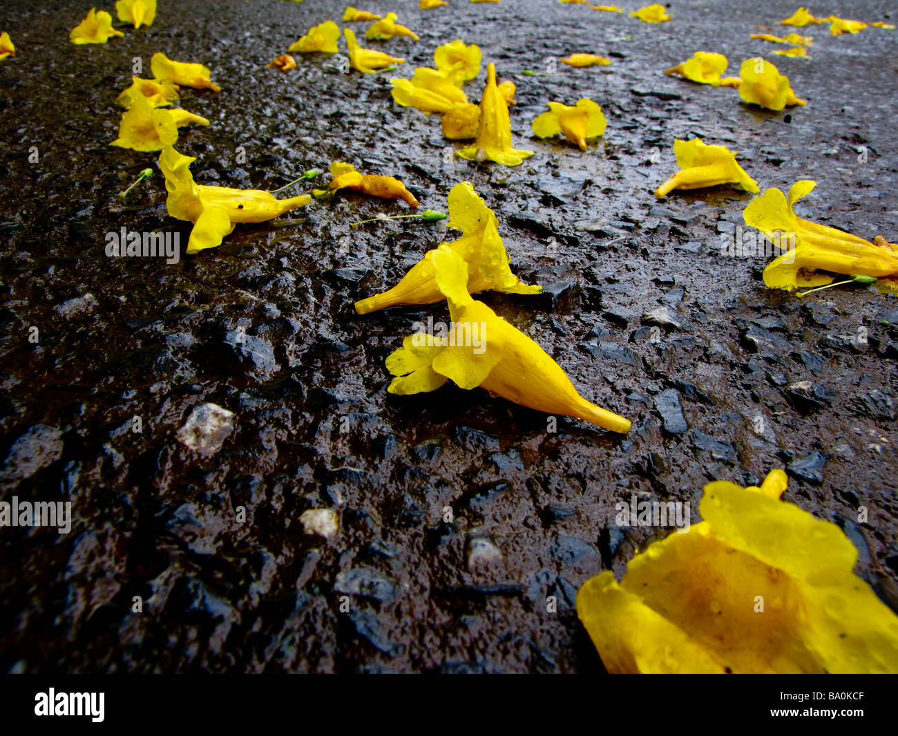 Fallen flowers on the pavement Stock Photo - Alamy