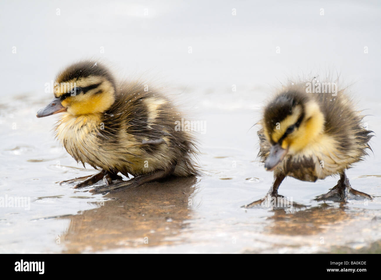 Pair of ducklings Stock Photo - Alamy
