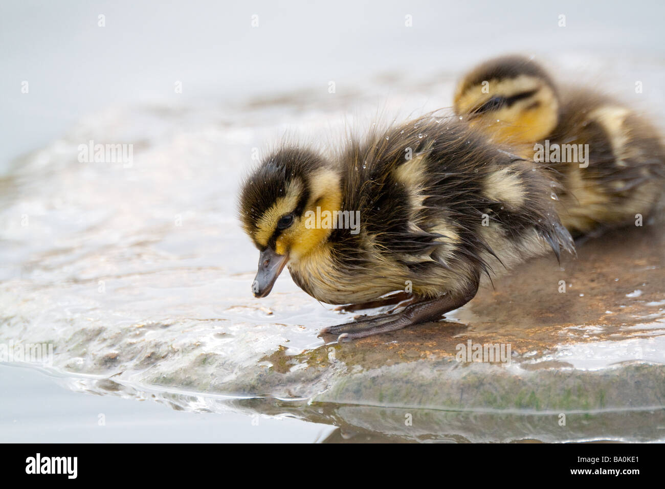 Pair of ducklings Stock Photo - Alamy