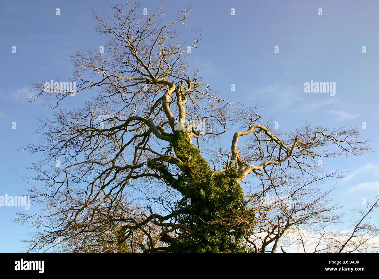 Tree covered with mistletoe in the autumn Stock Photo - Alamy