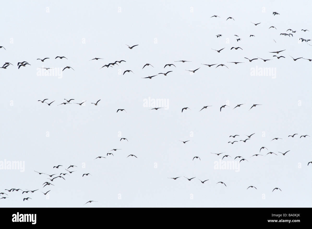 Migratory birds in flight Stock Photo - Alamy