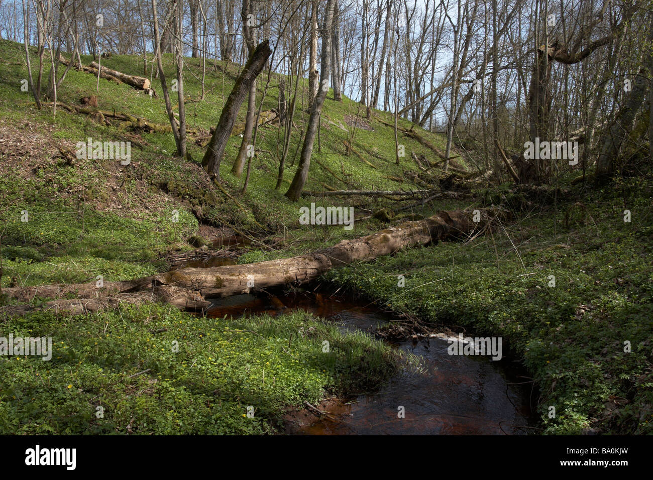 A small brook in spring Stock Photo - Alamy
