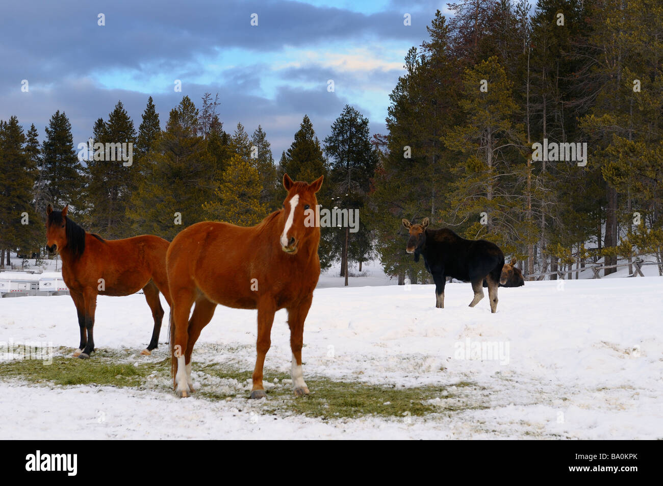 Pair of quarter horses and wild Moose eating horse food in a field in ...