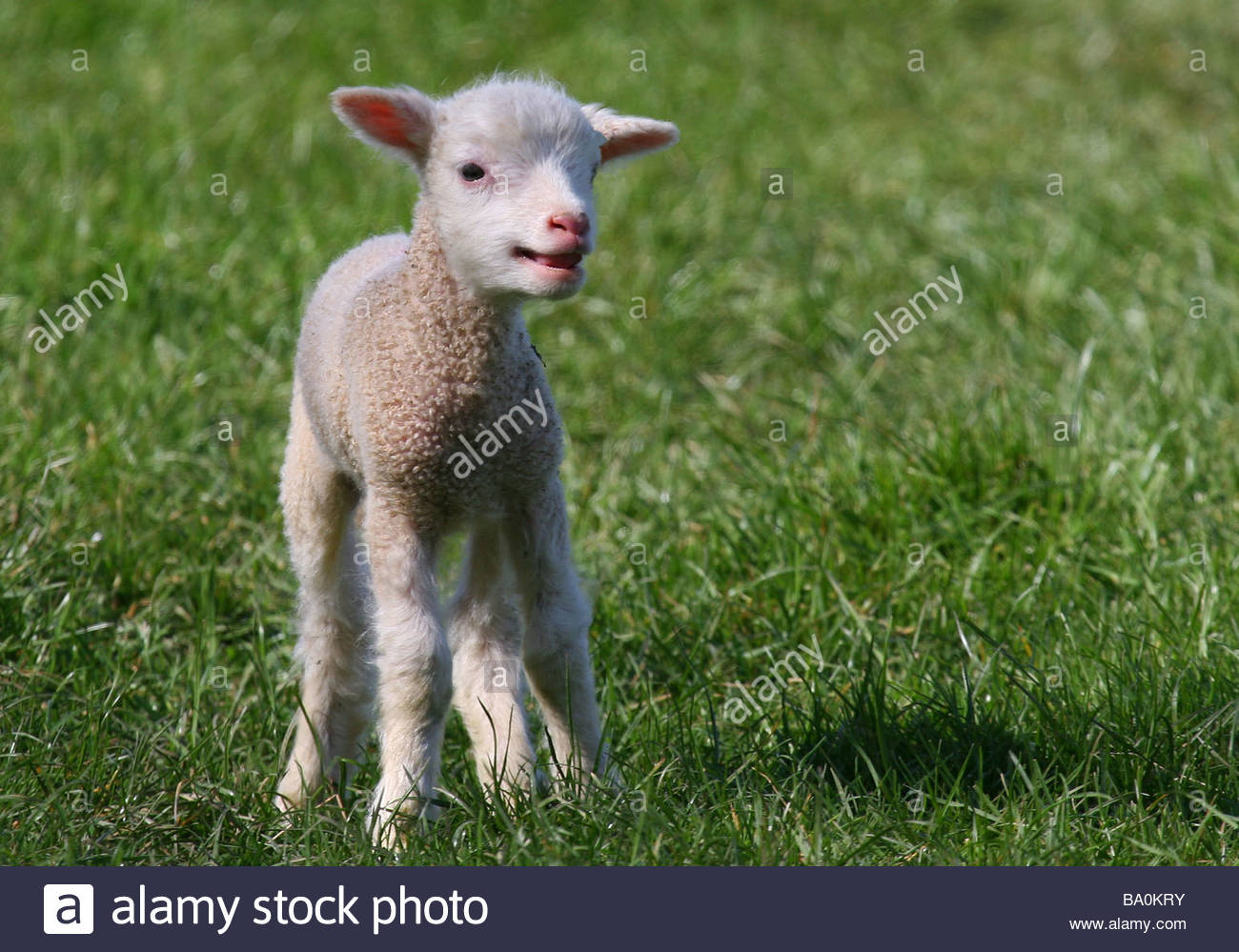 Ram Bleating High Resolution Stock Photography and Images - Alamy