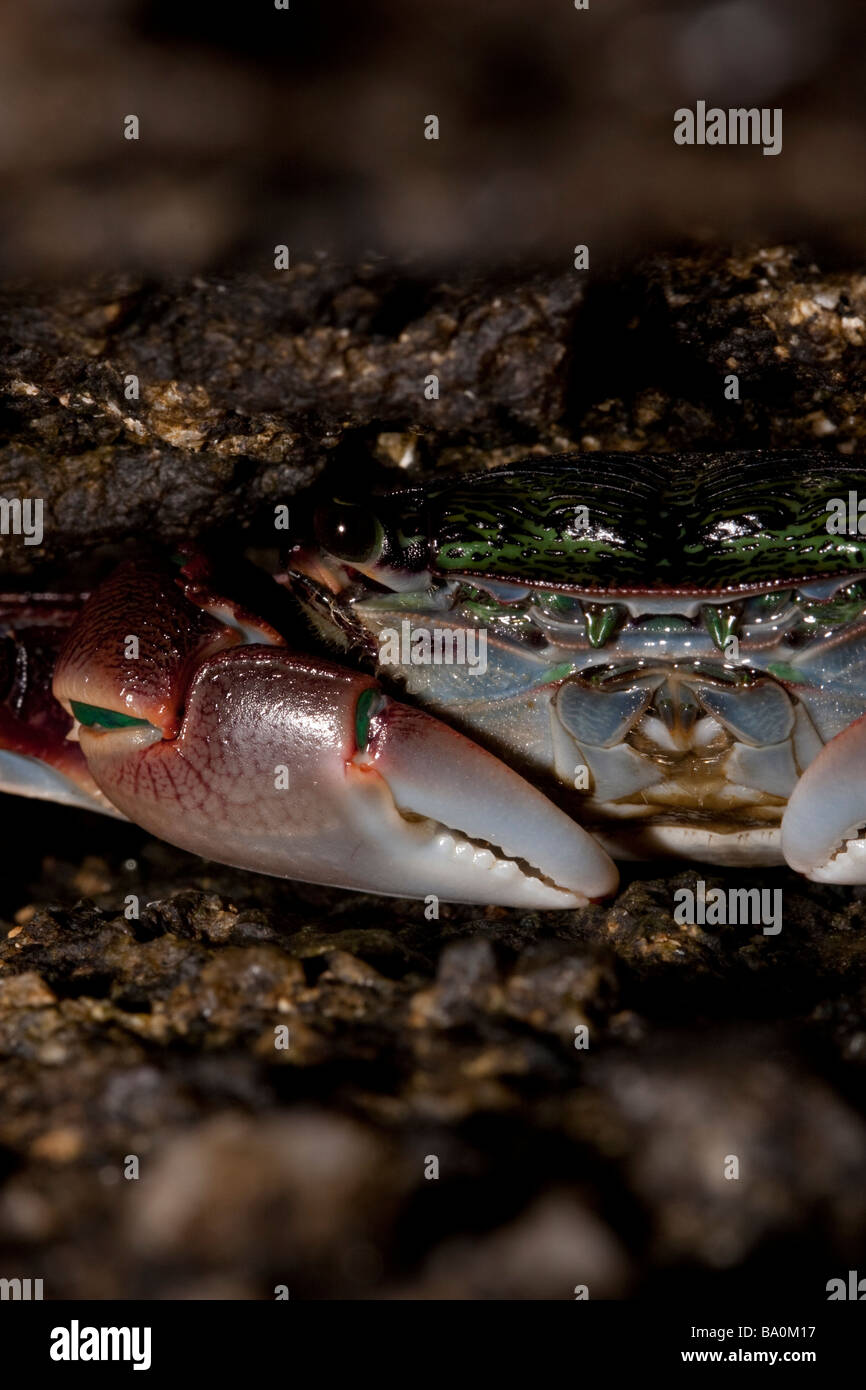 Crab hiding rocks hi-res stock photography and images - Alamy
