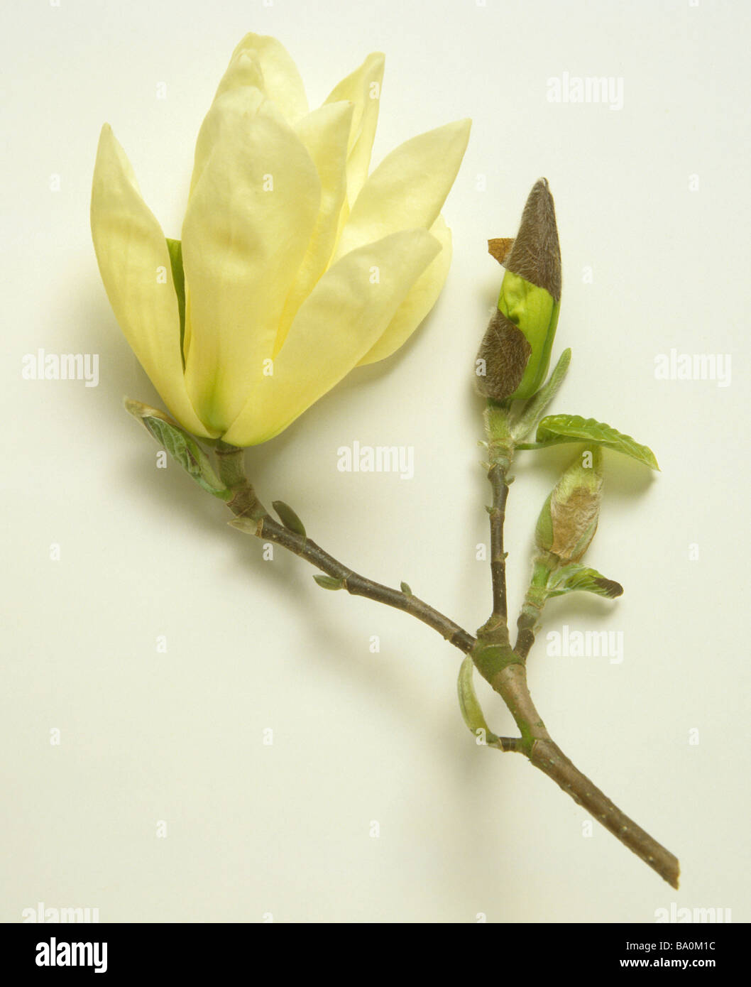 Magnolia Elizabeth Stock Photos & Magnolia Elizabeth Stock Images - Alamy