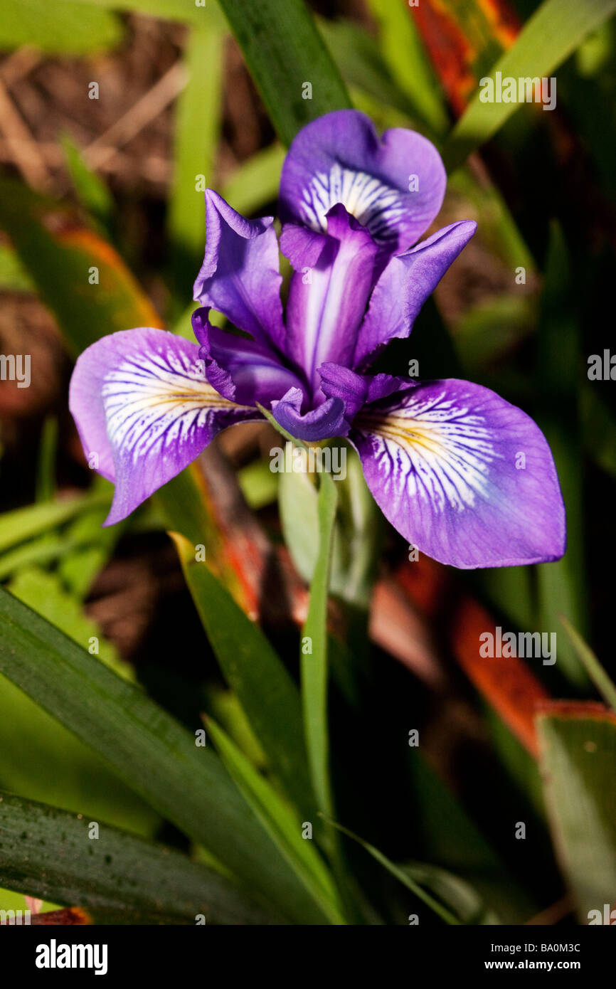 Wild violet Iris in Point Lobos State Reserve, California, USA Stock ...