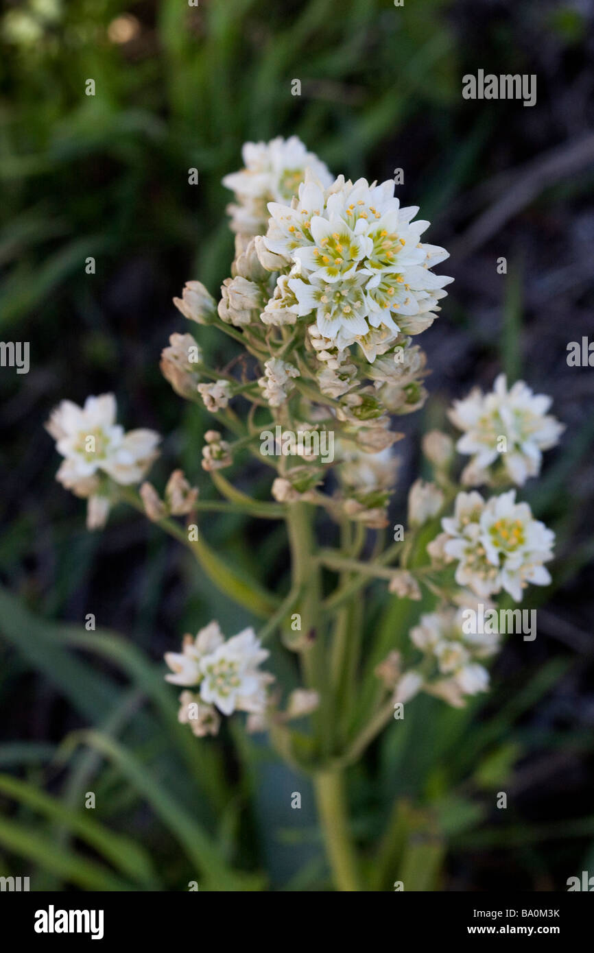 Starlilies hi-res stock photography and images - Alamy