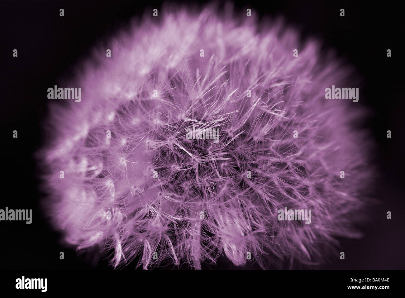 Purple tinted dandelion hi-res stock photography and images - Alamy