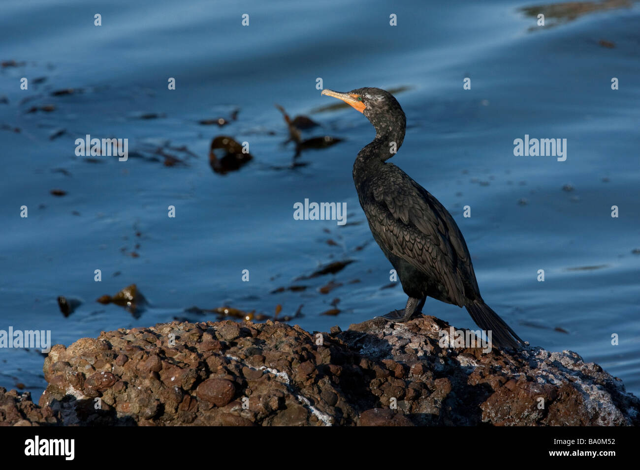 A Pelagic Cormorant sitting on a rock at sunset, Point Lobos State ...