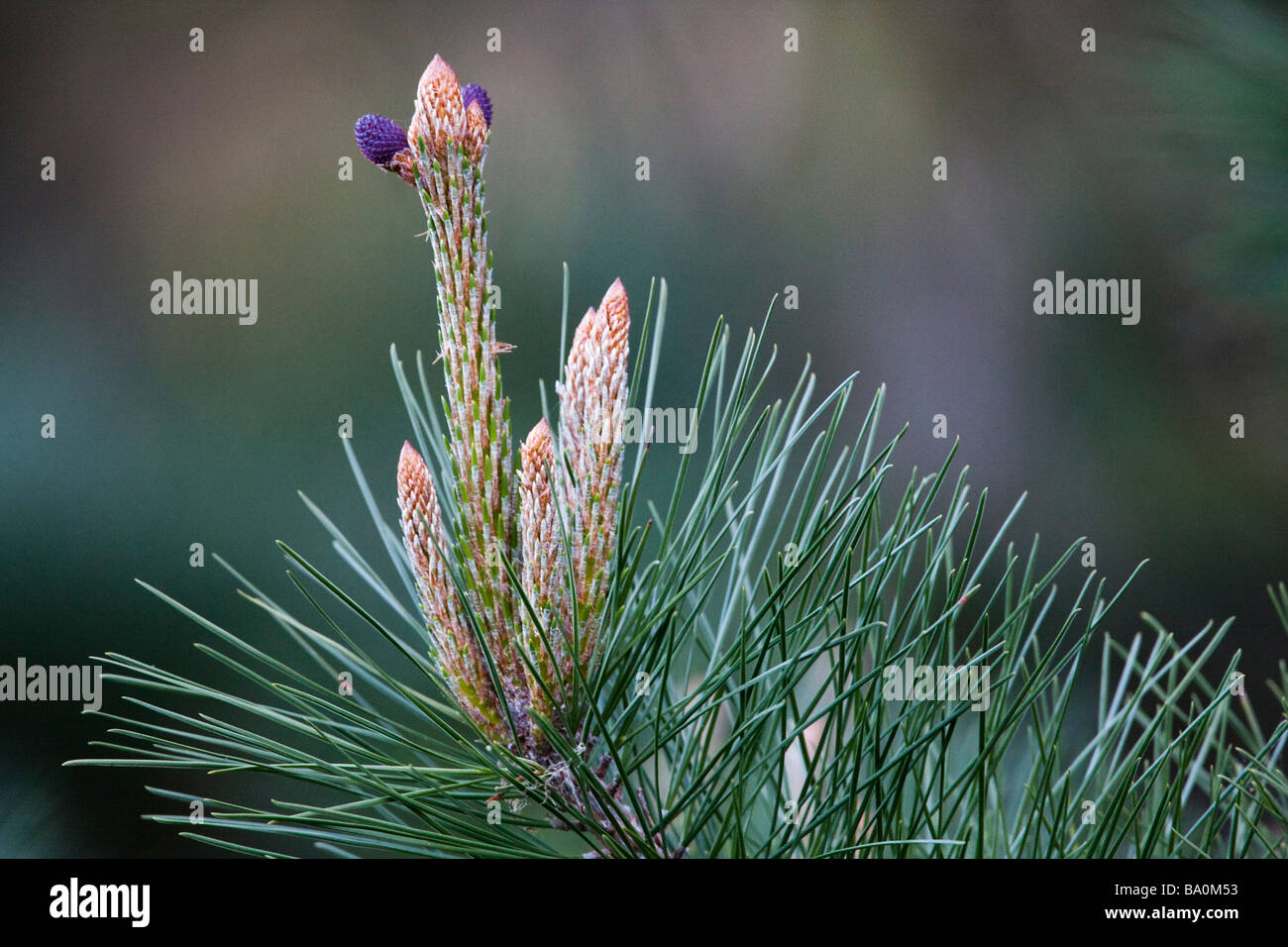 Monterey Pine Tree High Resolution Stock Photography and Images - Alamy