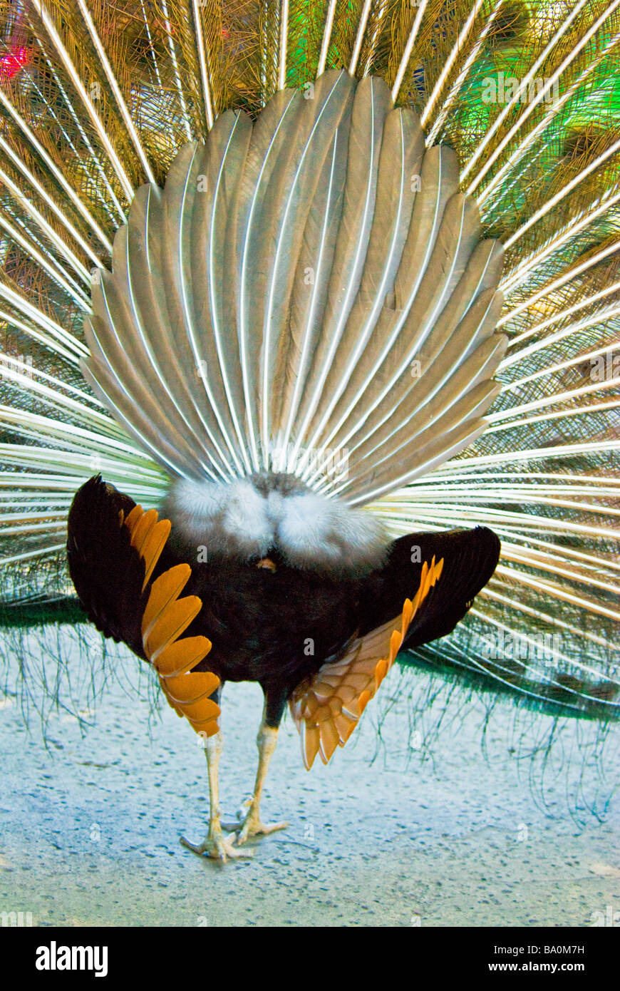 Male Peacock, Pavo cristatus, rear view displaying plumage Stock Photo ...