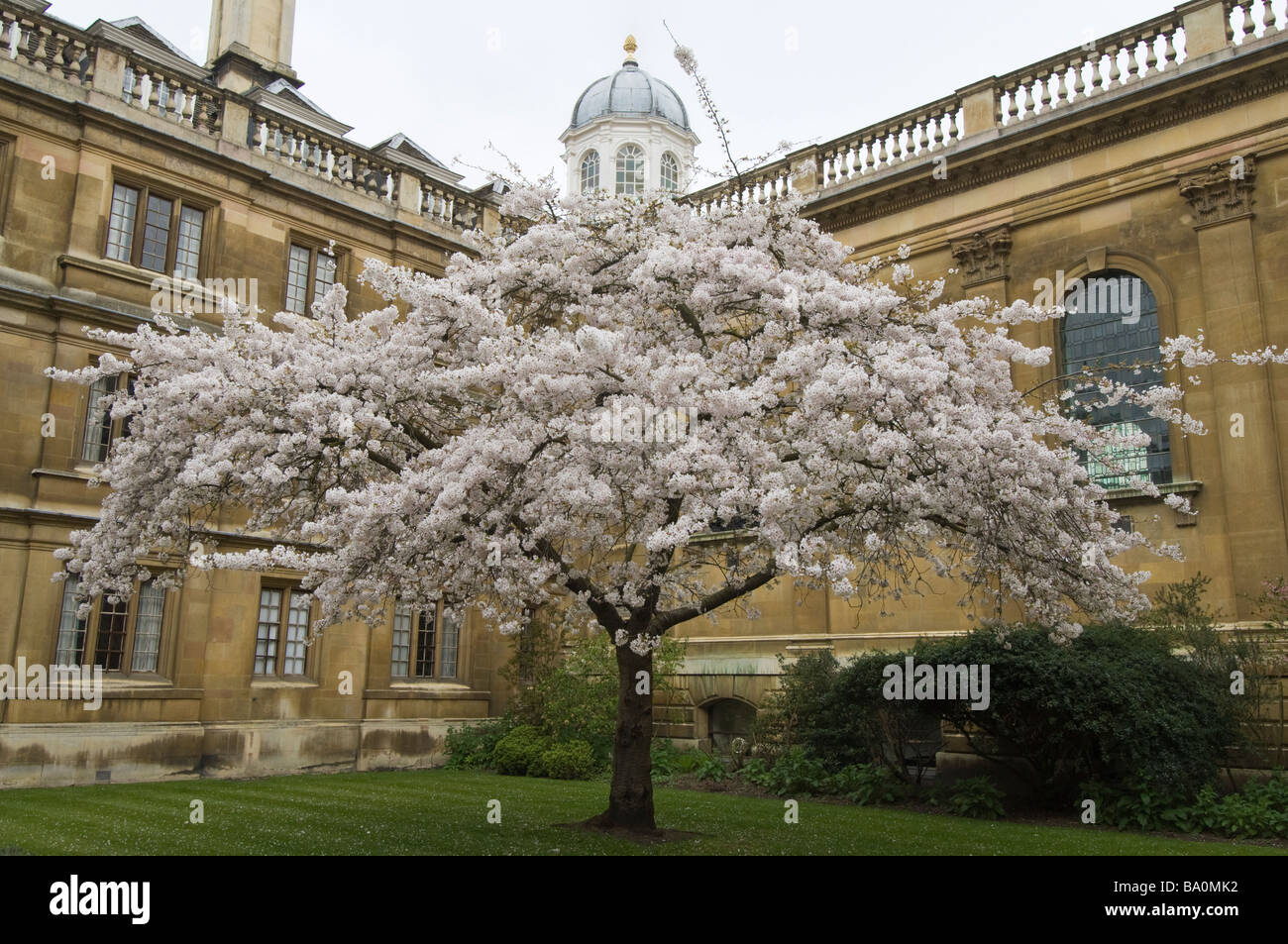 flowering cherry Cambridge England UK Europe Stock Photo - Alamy