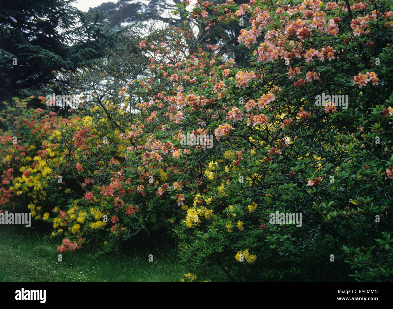 'Mollis' azaleas at Sandling Park Stock Photo - Alamy