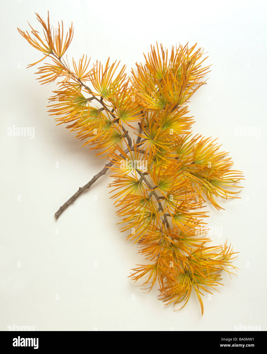 Pseudolarix - the golden larch in Autumn colour Stock Photo - Alamy