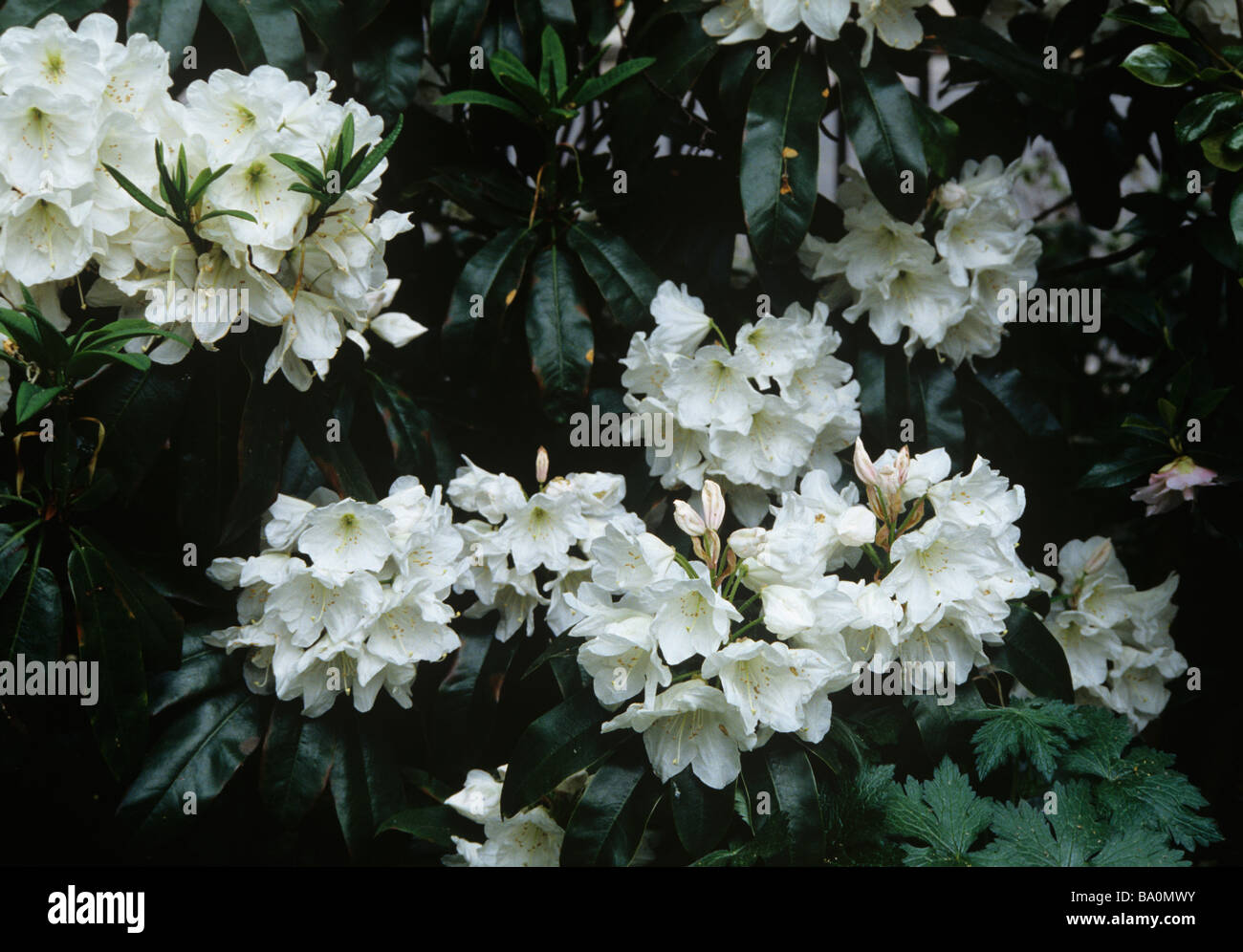 Alice flowers hi-res stock photography and images - Alamy