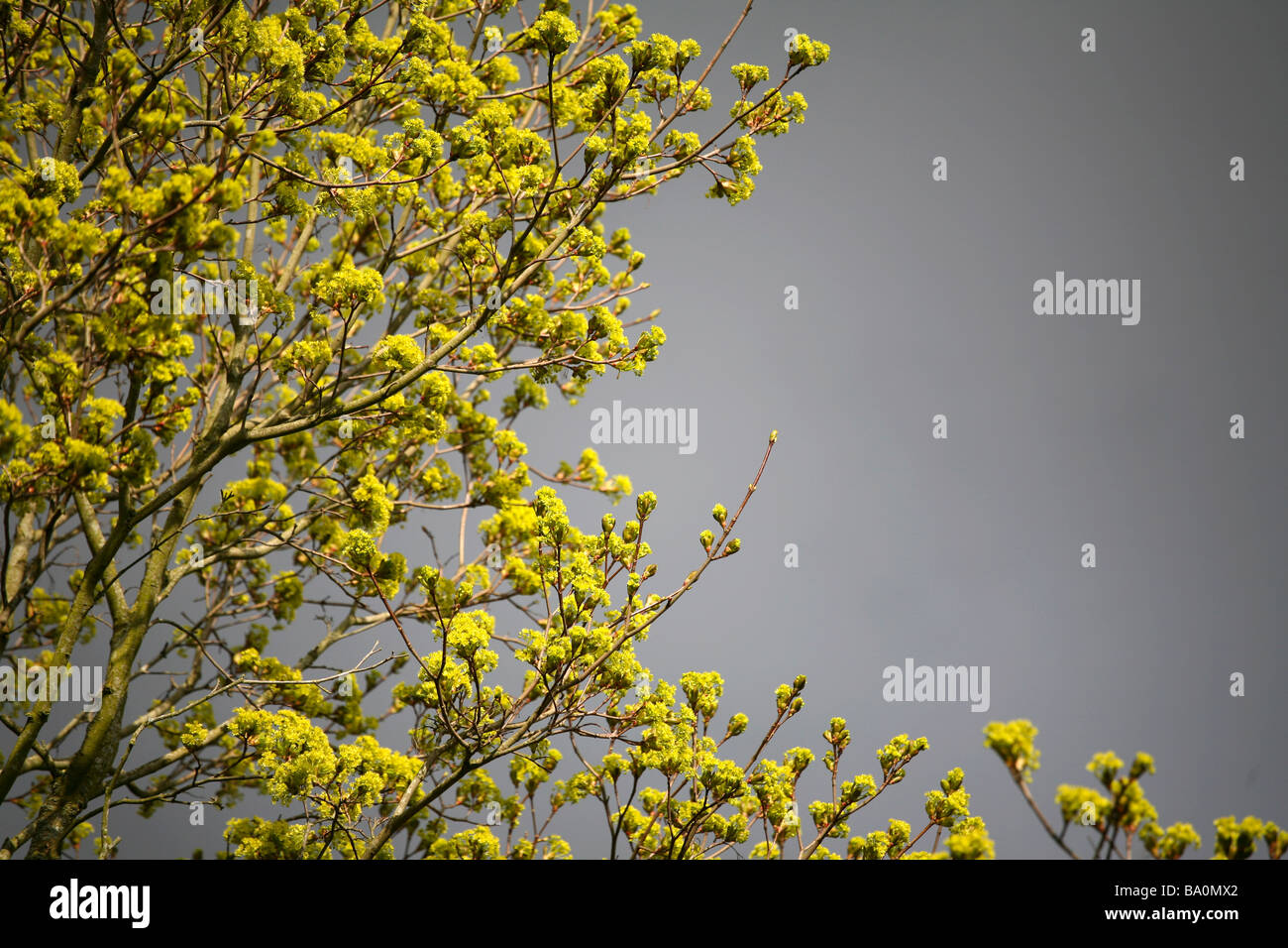 New spring growth, budding leaves on tree, stormy cloud in background ...