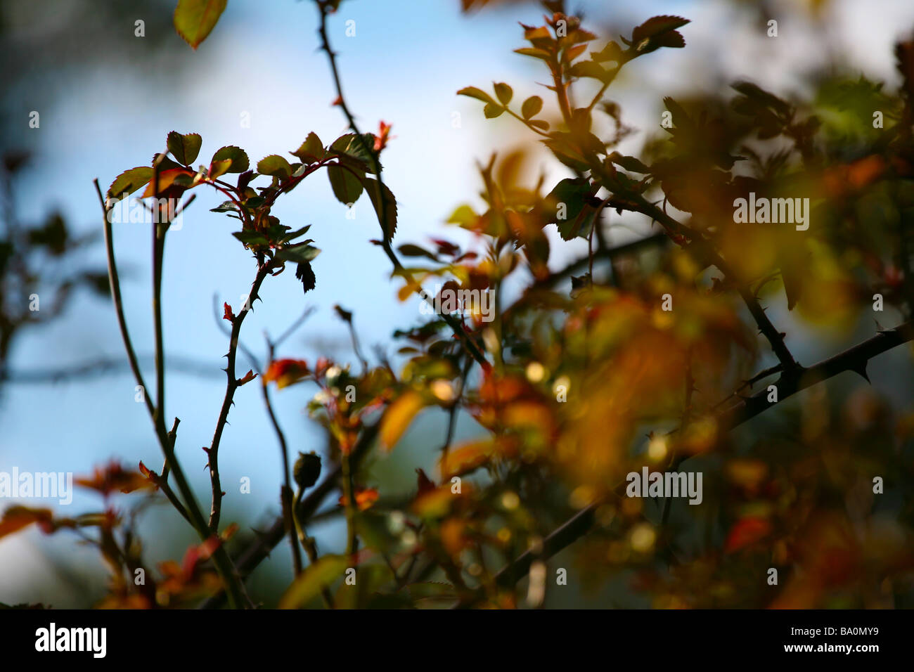 Climbing Rose Bush Stock Photos & Climbing Rose Bush Stock Images - Alamy