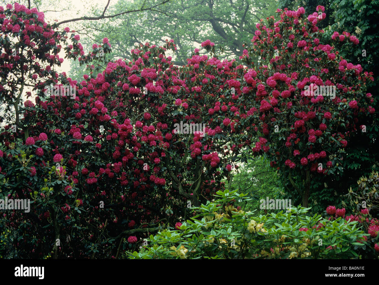 Rhododendron cynthia flowers hi-res stock photography and images - Alamy