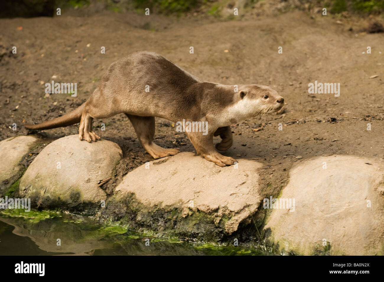 Lutrogale perspicillata hi-res stock photography and images - Alamy