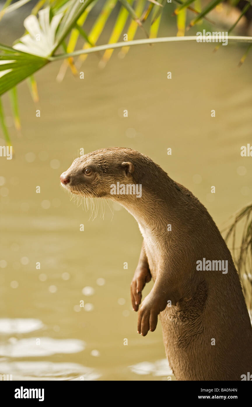 Smooth coated Otter Lutrogale perspicillata Captive Stock Photo - Alamy