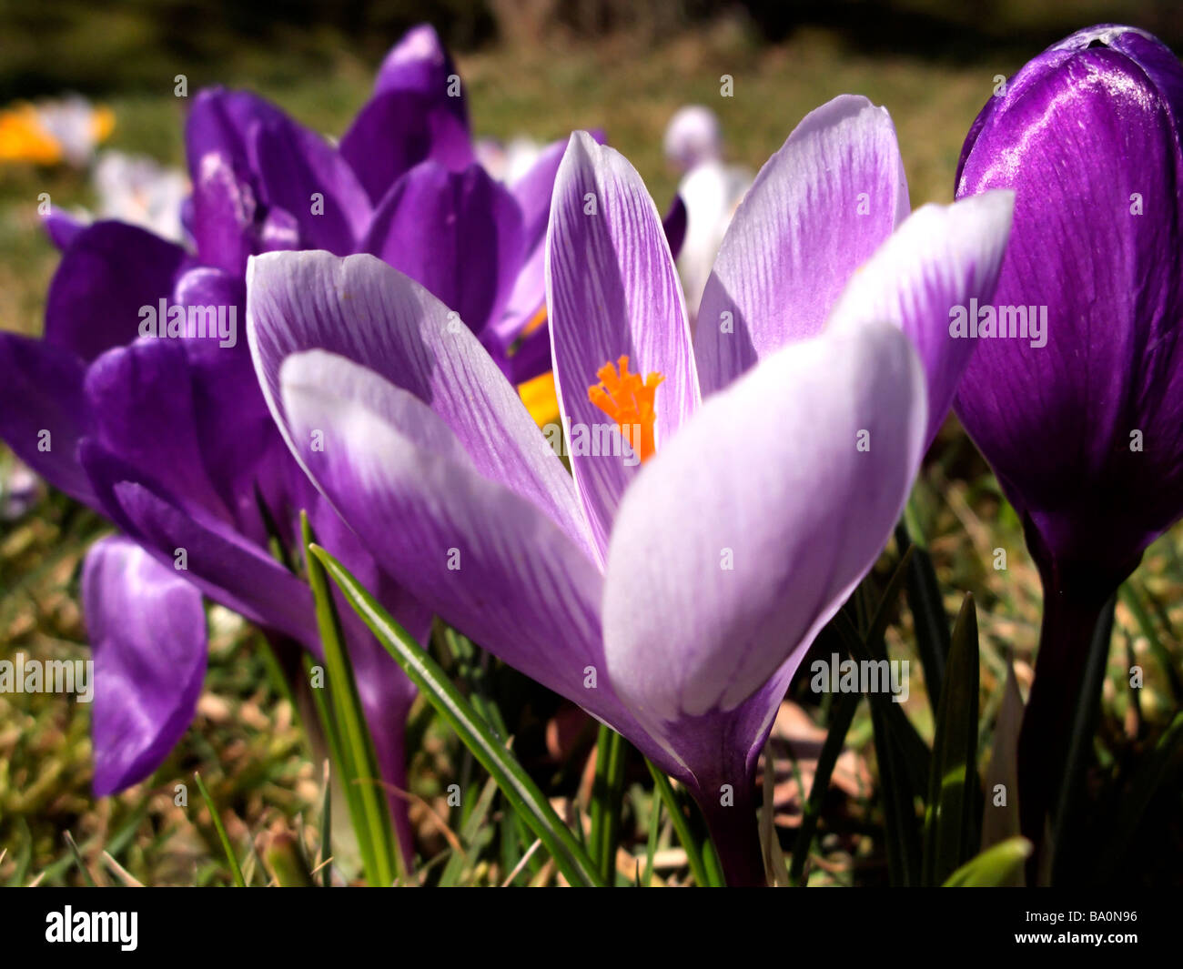 Wild Crocus Vernus Grand Maitre Flowers in Garden Stock Photo - Alamy