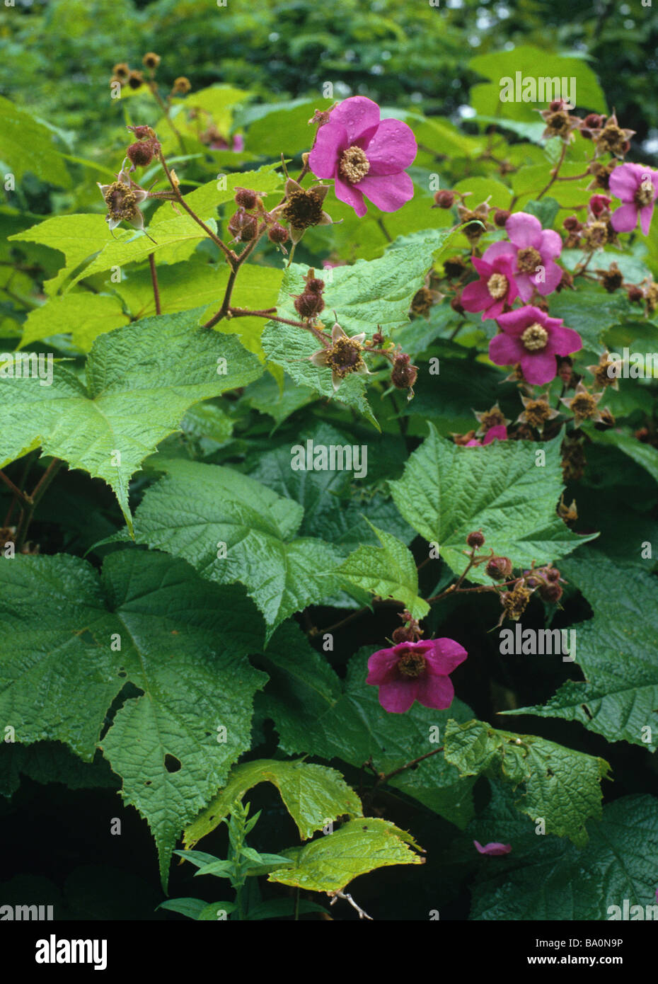 Thimble berry shrub plant garden hi-res stock photography and images ...