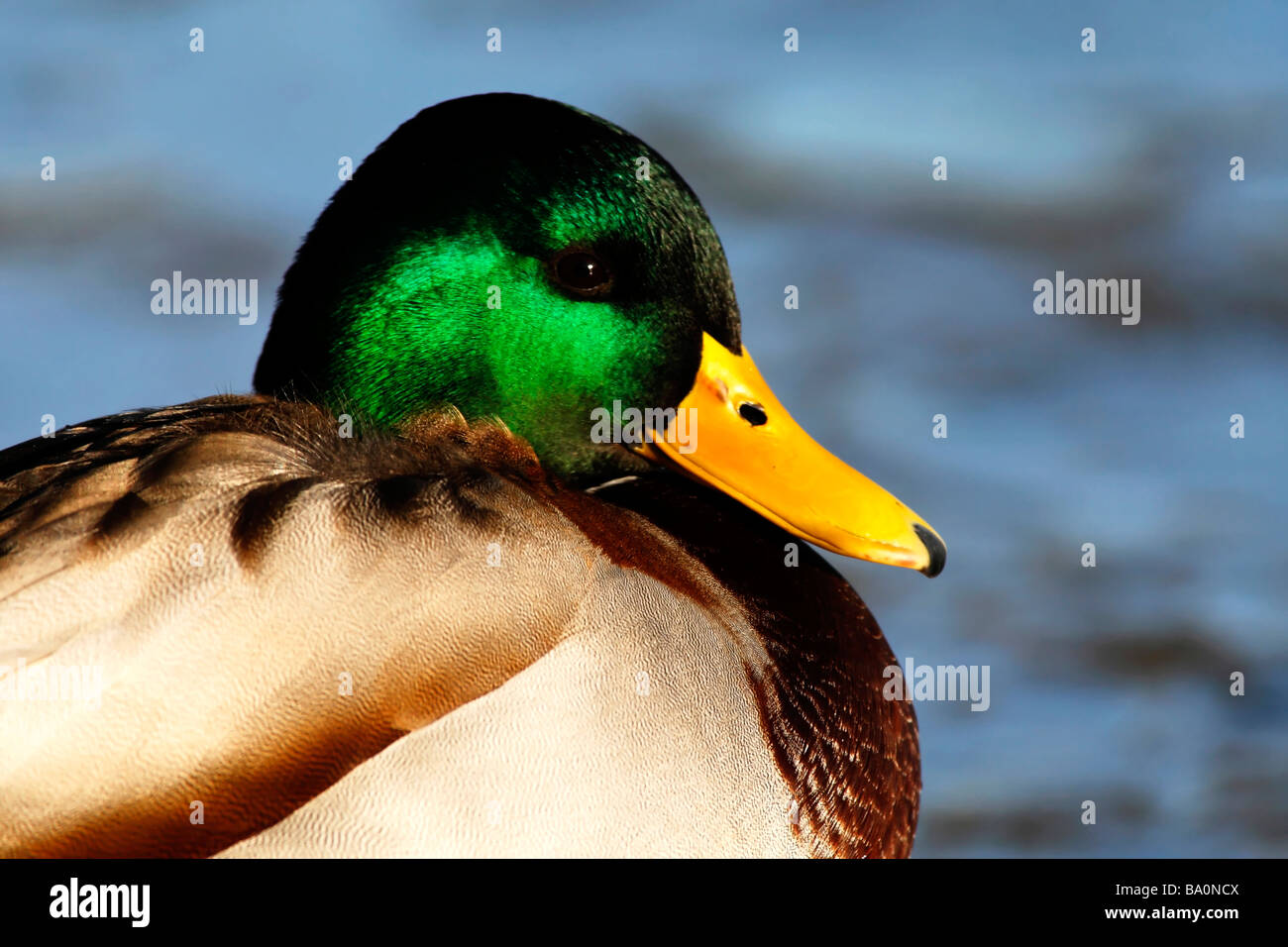 Portrait of a Male Mallard Drake Duck Anas platyrhynchos Stock Photo ...