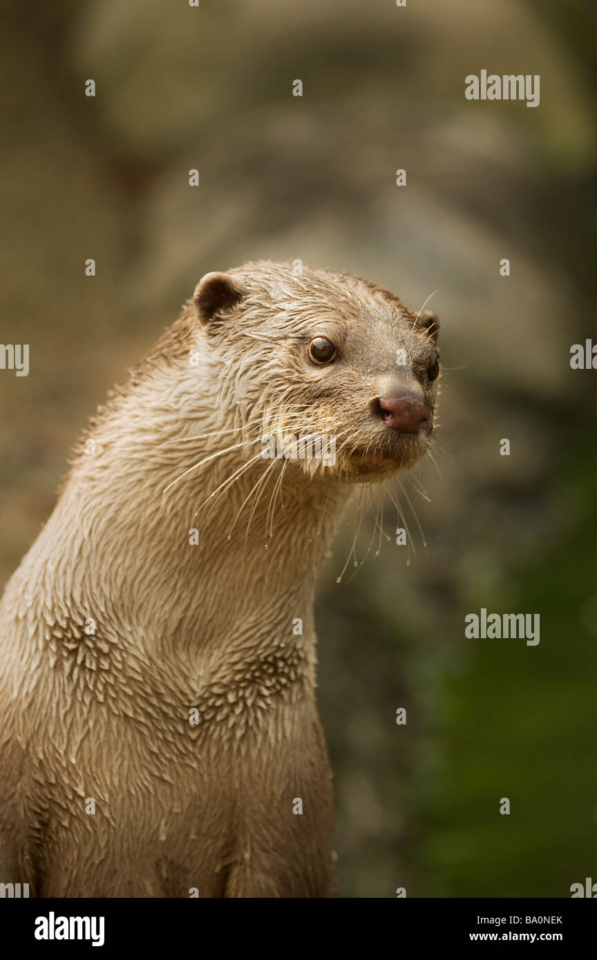 Smooth coated Otter Lutrogale perspicillata Captive Stock Photo - Alamy