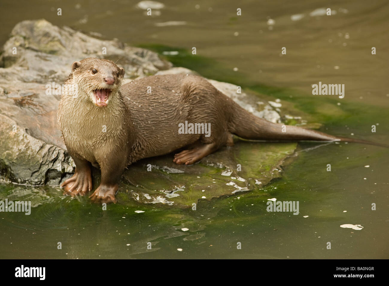 Smooth coated Otter Lutrogale perspicillata Captive Stock Photo - Alamy