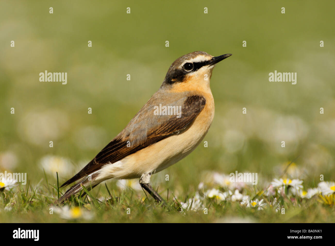 Oenanthe hi-res stock photography and images - Alamy