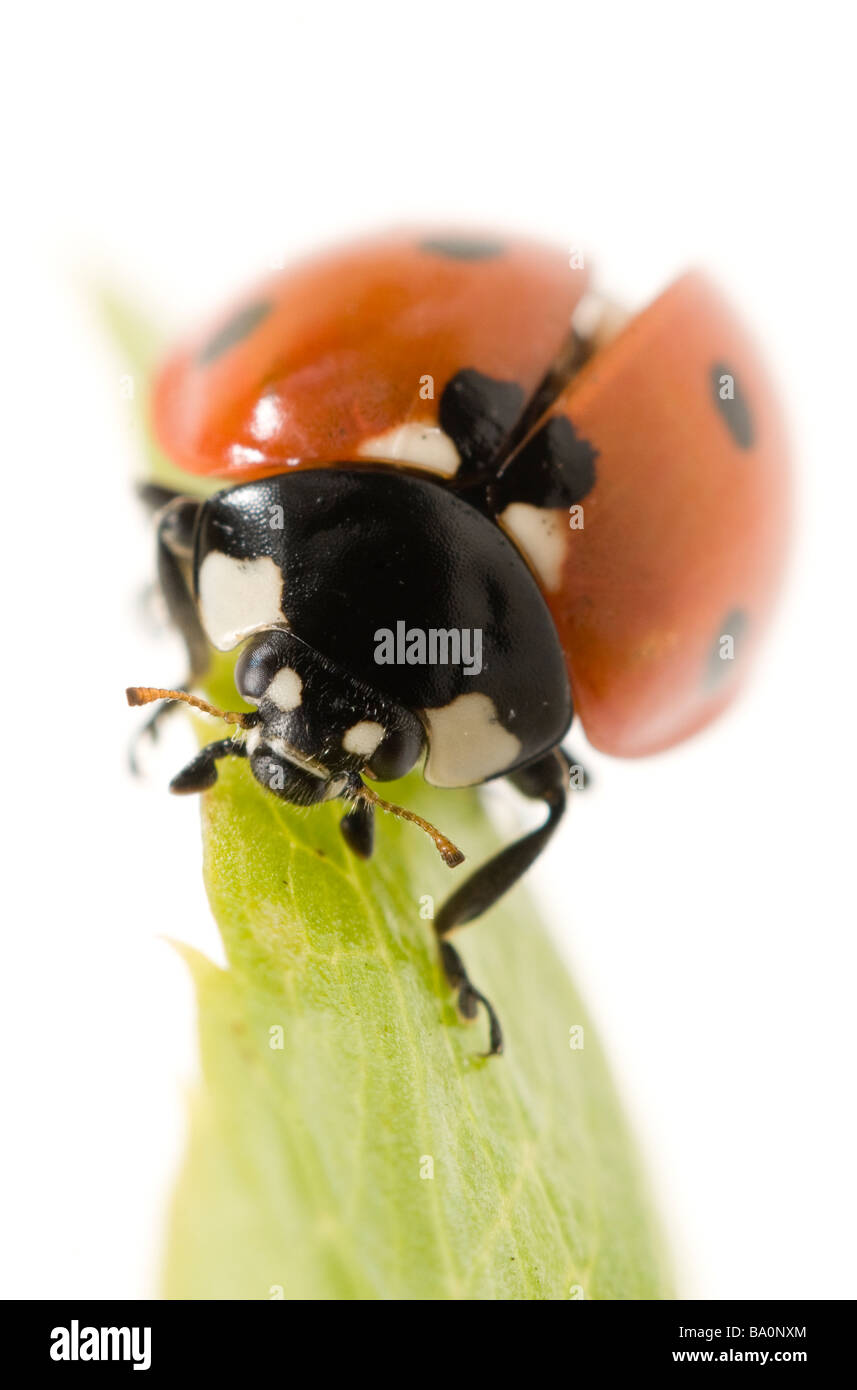 Seven spot ladybird or ladybug Coccinella 7 punctata Stock Photo - Alamy