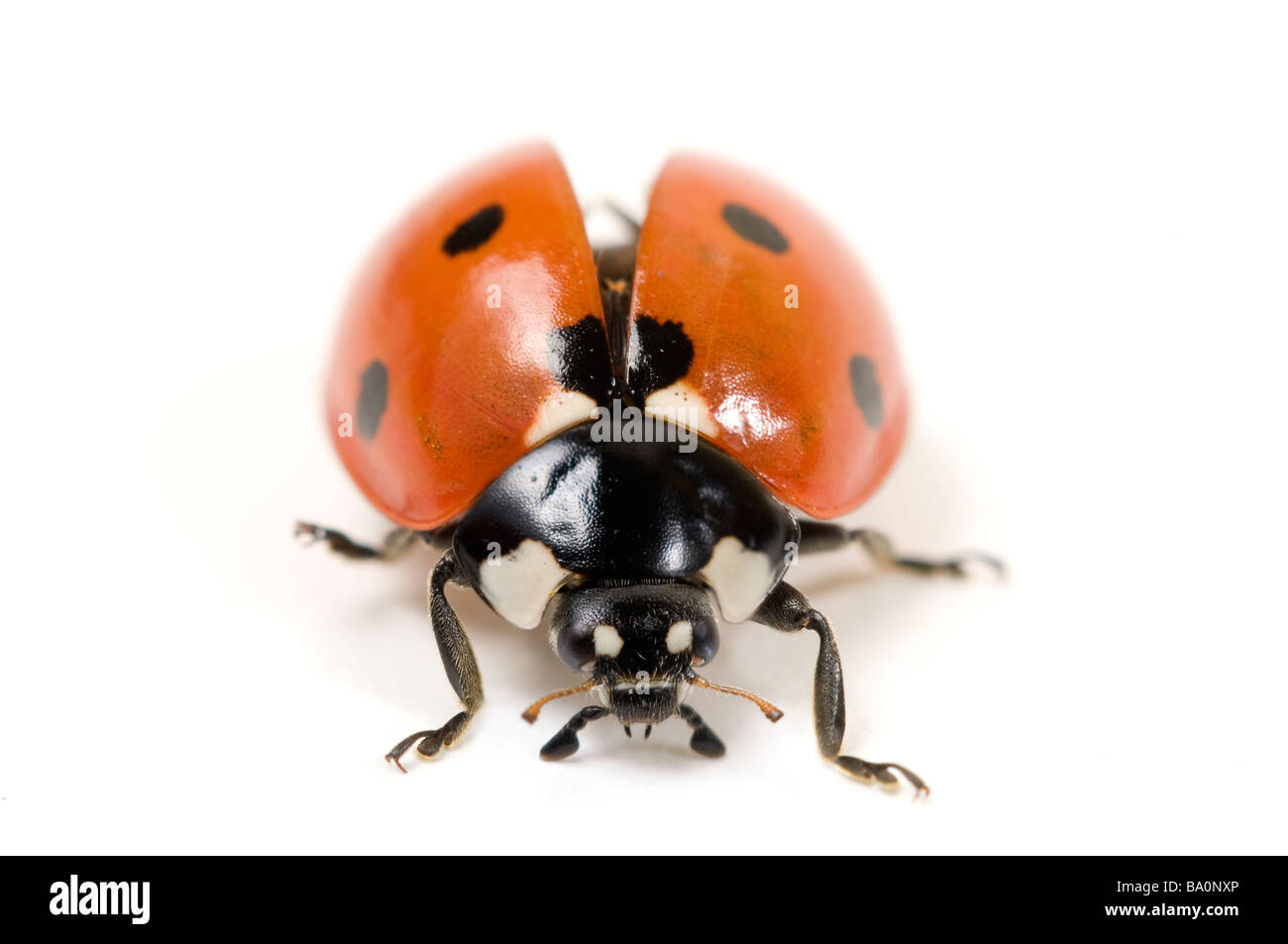 Seven spot ladybird or ladybug Coccinella 7 punctata Stock Photo - Alamy
