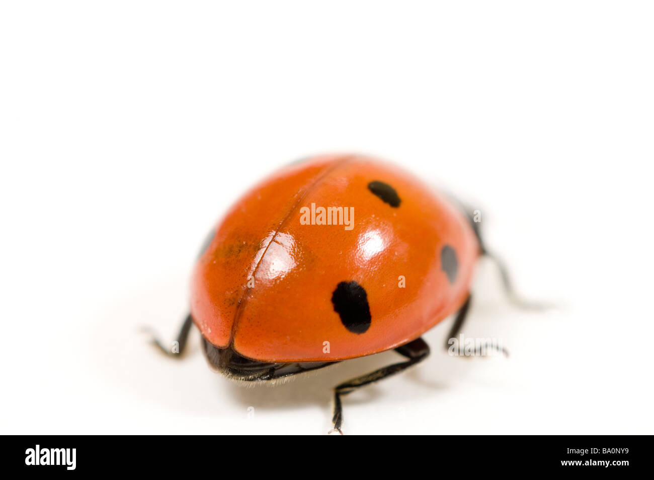 Seven spot ladybird or ladybug Coccinella 7 punctata Stock Photo - Alamy