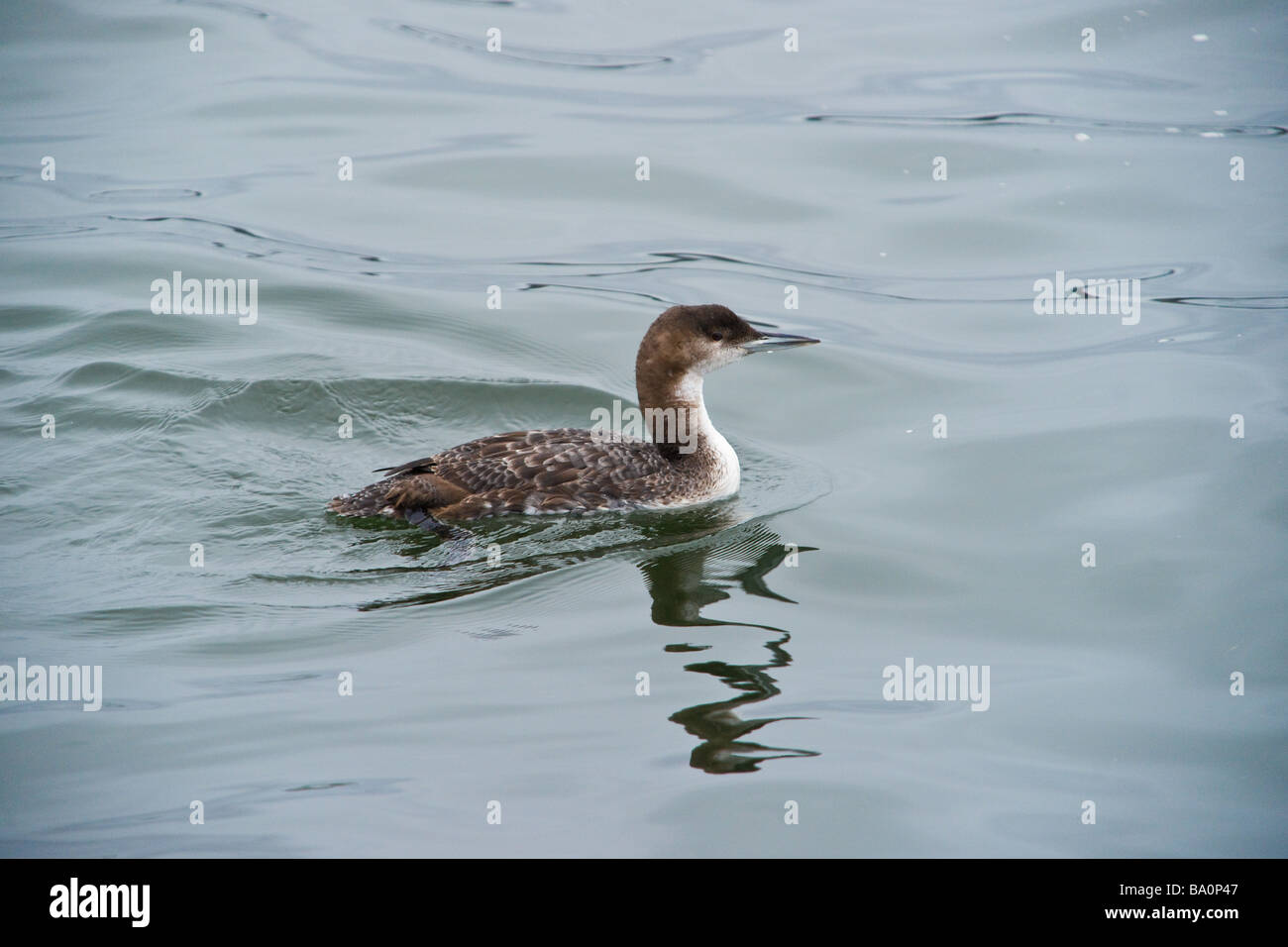 Common loon in winter plumage hi-res stock photography and images - Alamy