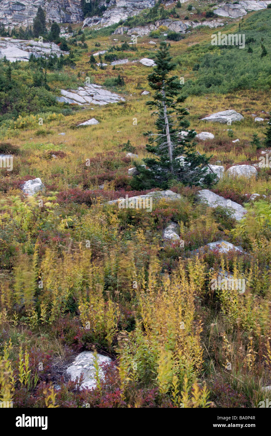 Autumn color on Paintbrush Canyon s alpine slopes Grand Teton National ...