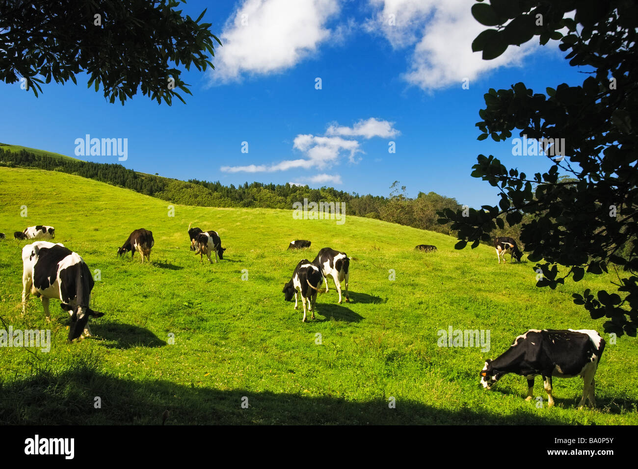 Cows on a green prairie with blue sky, Sao miguel Island, Azores ...