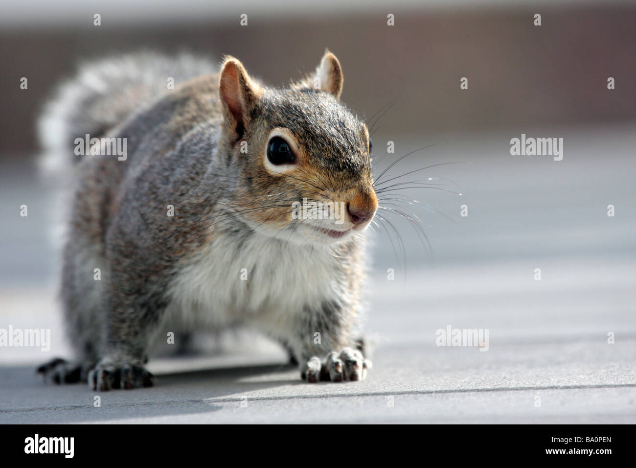Gray squirrel close up hi-res stock photography and images - Alamy