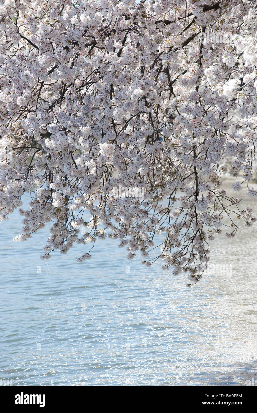 close up cherry blossoms spring Washington DC over tidal basin water ...