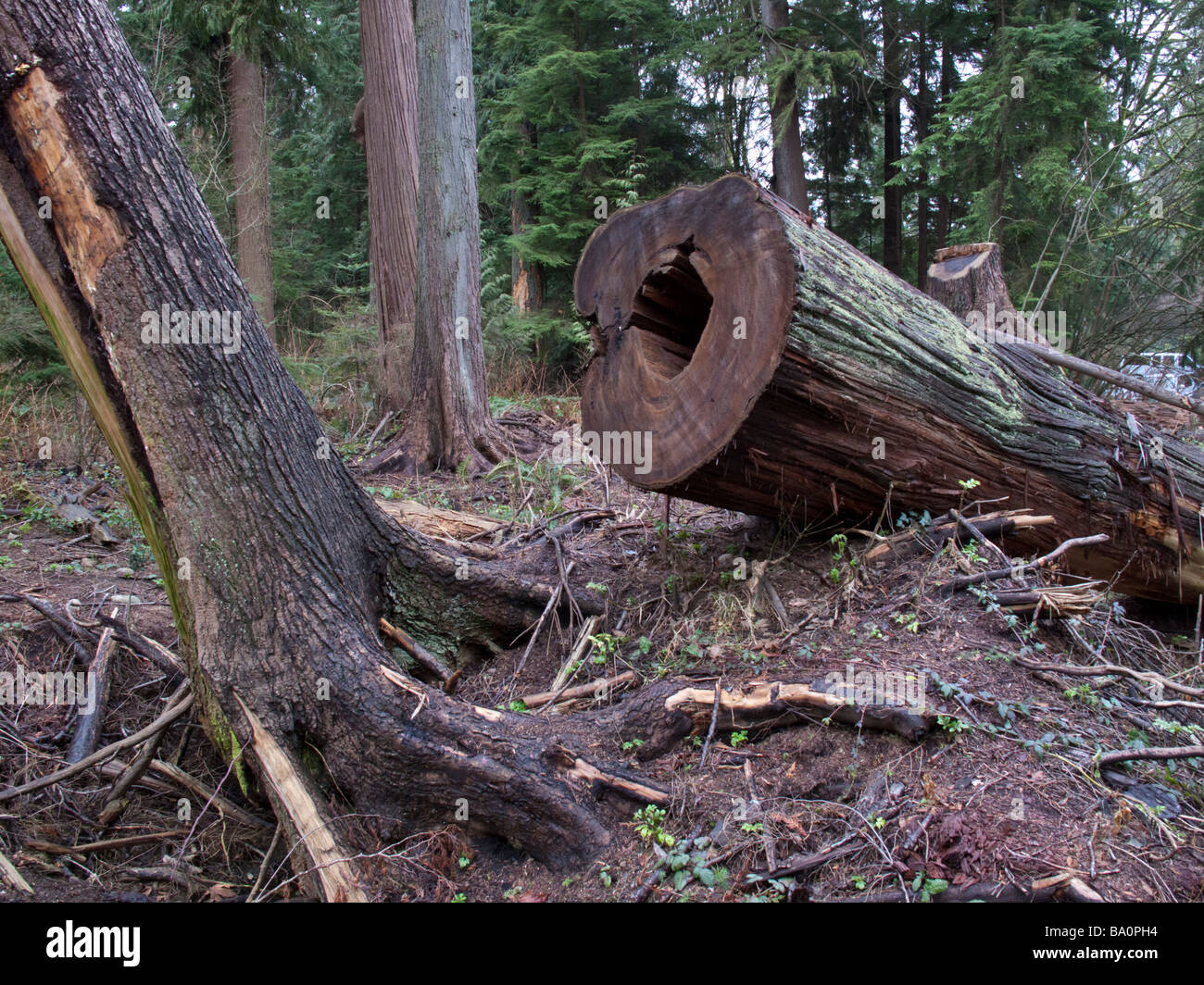 Old growth logging british columbia hi-res stock photography and images ...