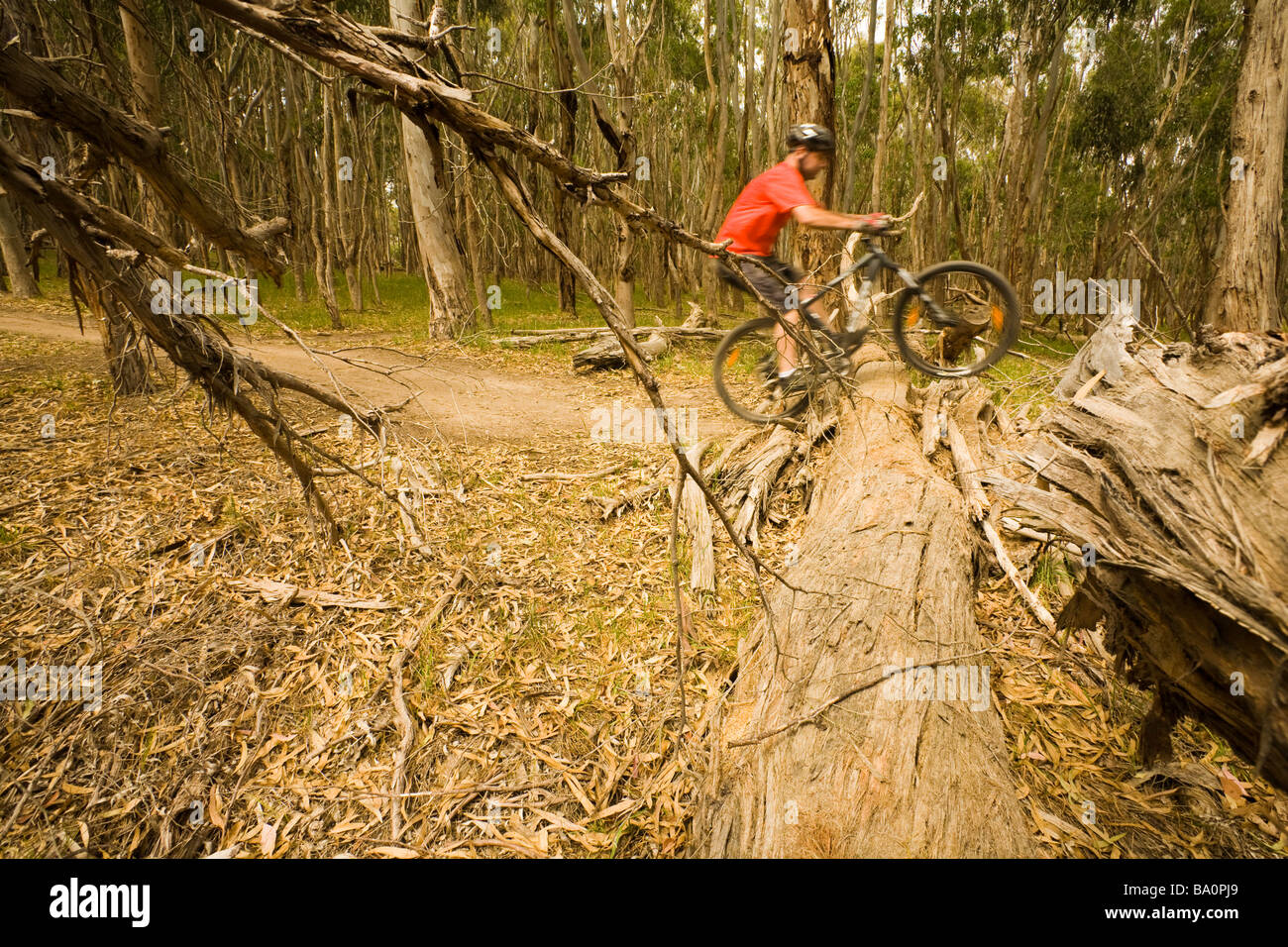 A mountain biker rides over an obstacle Stock Photo - Alamy