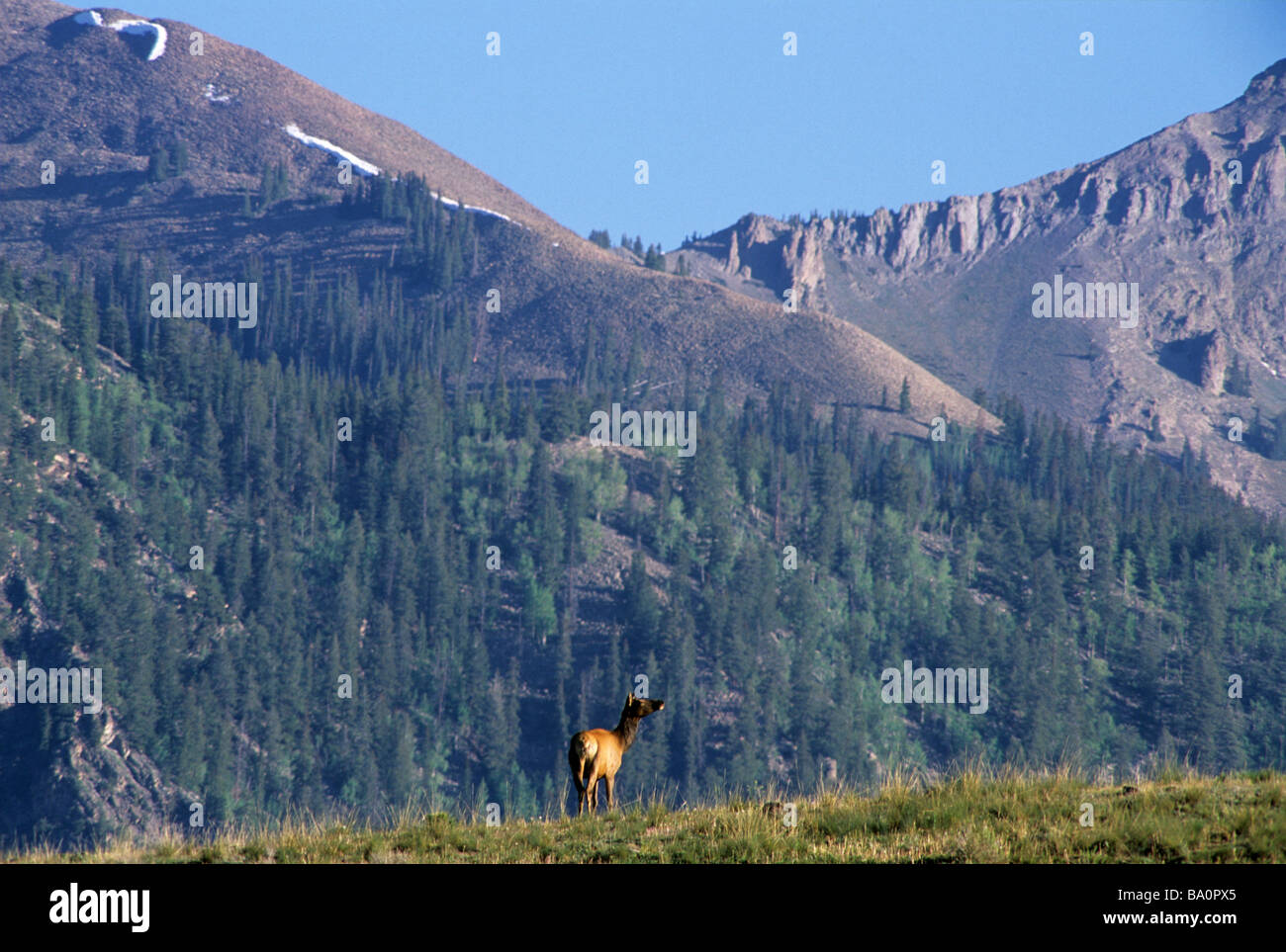 Elk ridge hi-res stock photography and images - Alamy