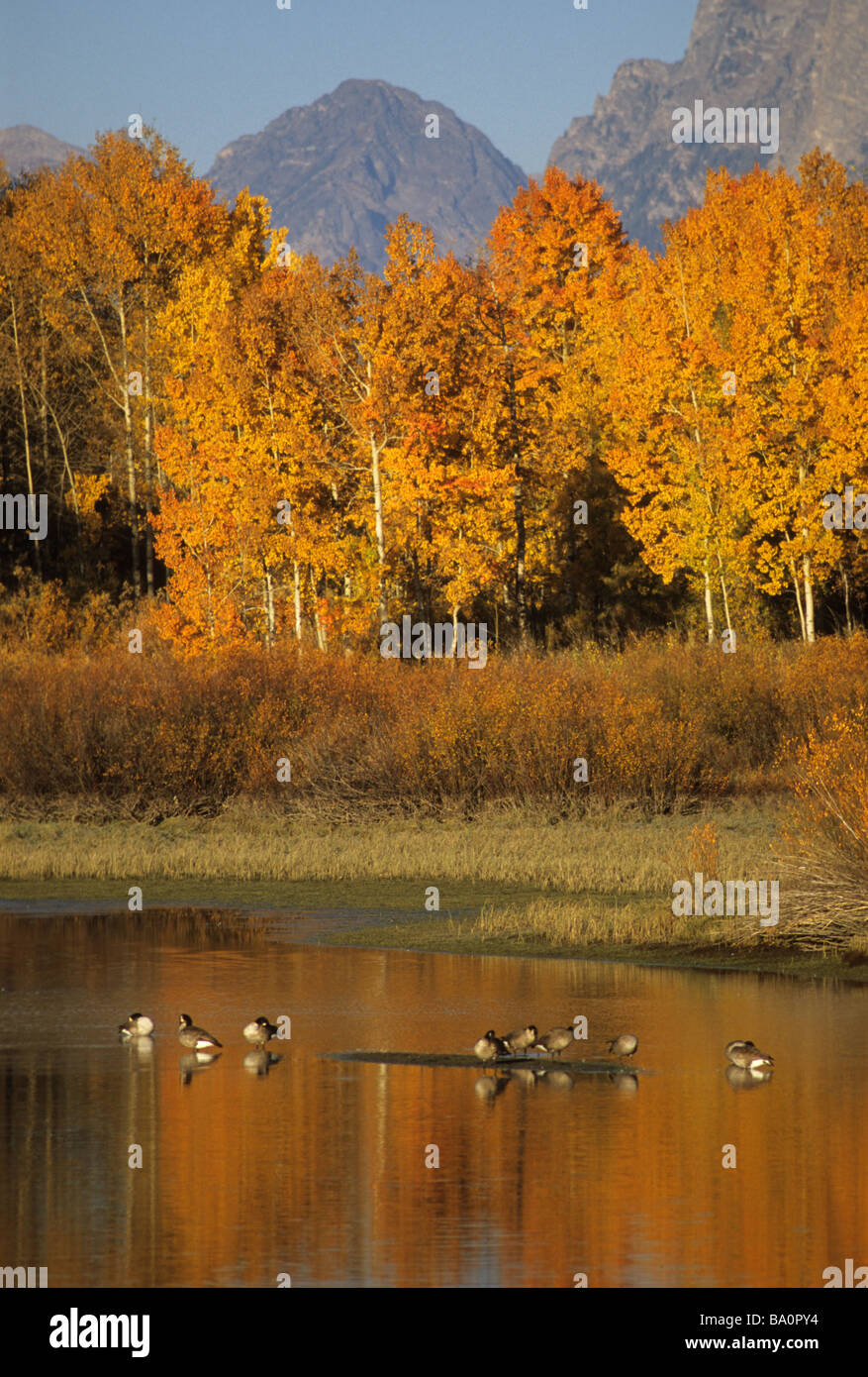 Fall geese hi-res stock photography and images - Alamy